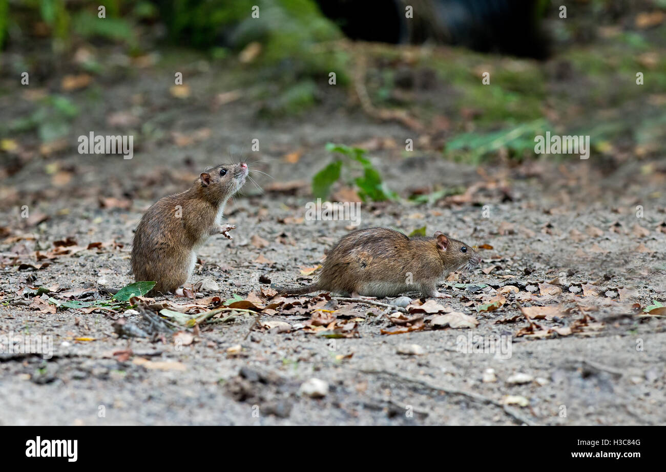 Pair of Brown Rats -Rattus norvegicus. Uk Stock Photo - Alamy