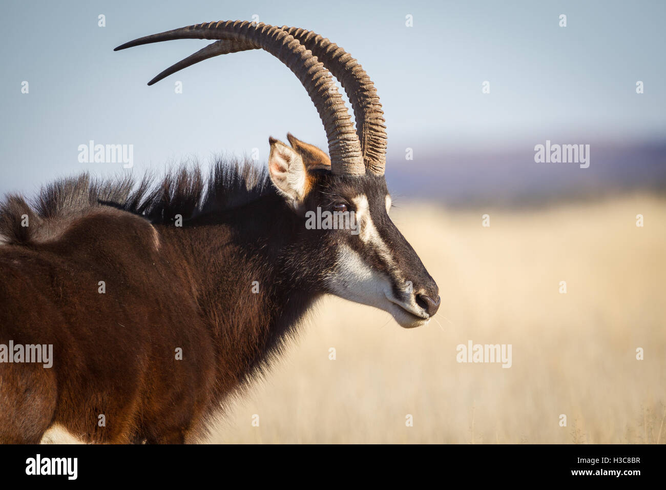 portrait of a beautiful male Sable Antelope in South Africa, captured ...