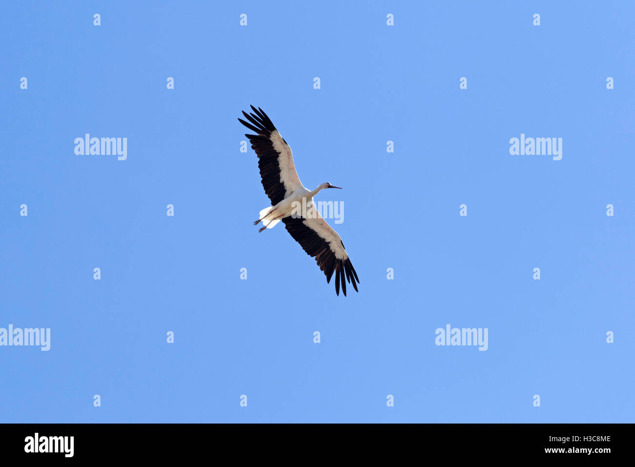 Flying stork hi-res stock photography and images - Alamy