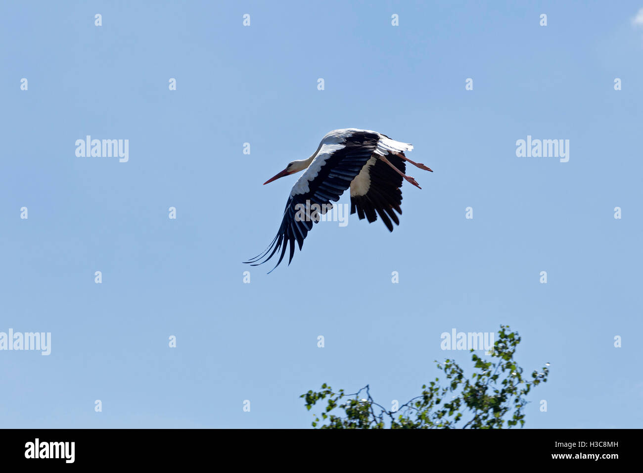 Flying stork hi-res stock photography and images - Alamy