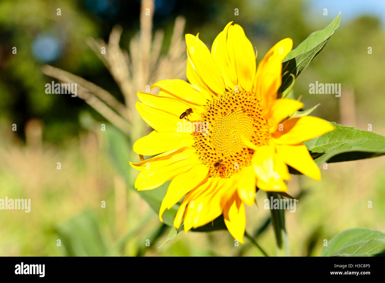 Sunflower with bees in summer. Horizontal take with natural light Stock Photo - Alamy