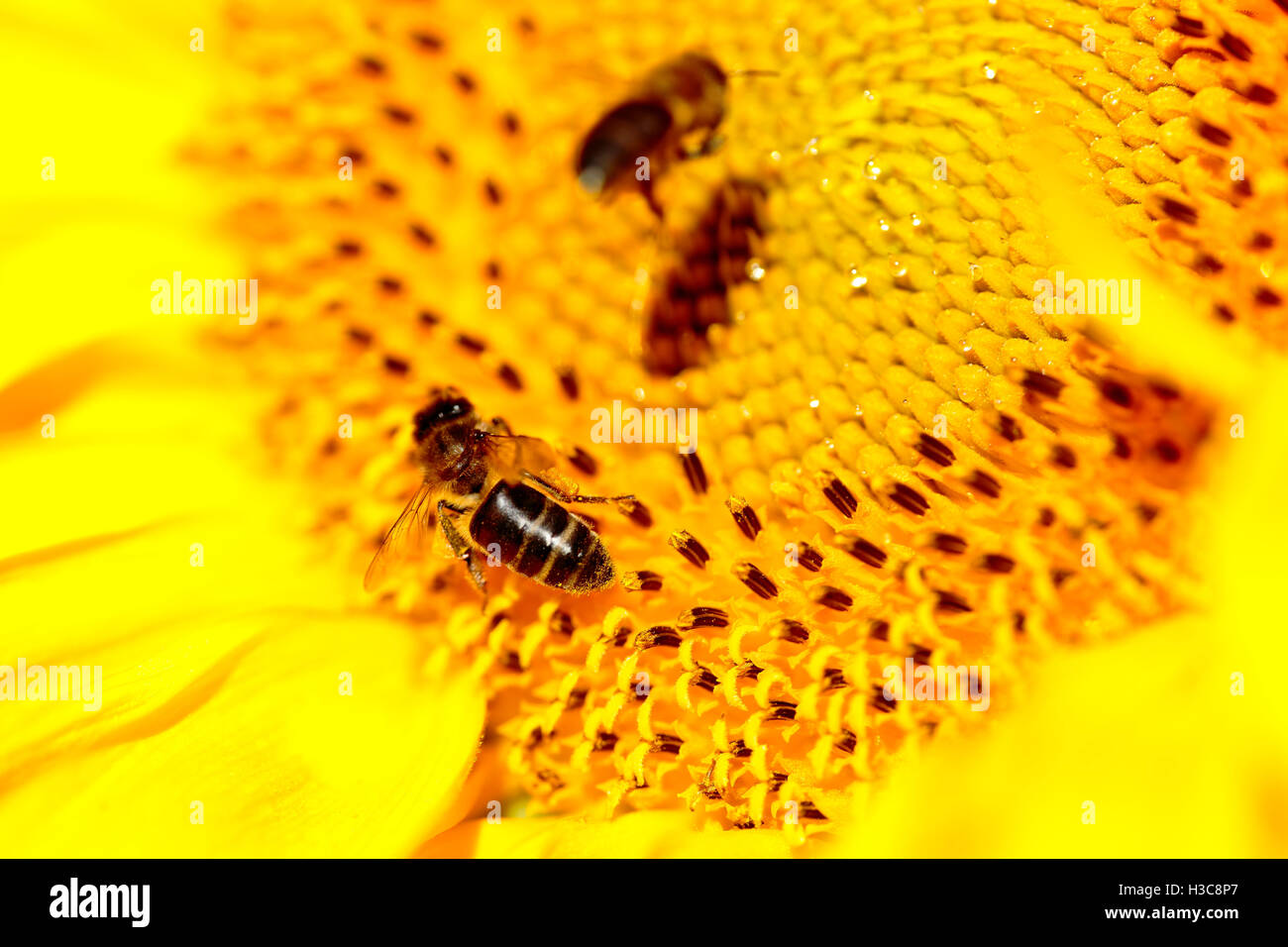 Sunflower with bees in summer. Horizontal take with natural light Stock Photo - Alamy