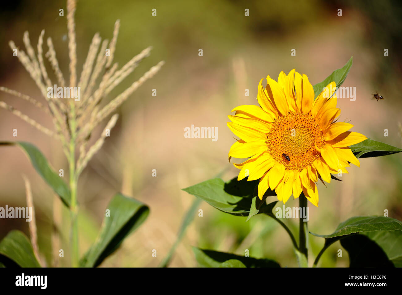 Sunflower with bees in summer. Horizontal take with natural light Stock Photo - Alamy
