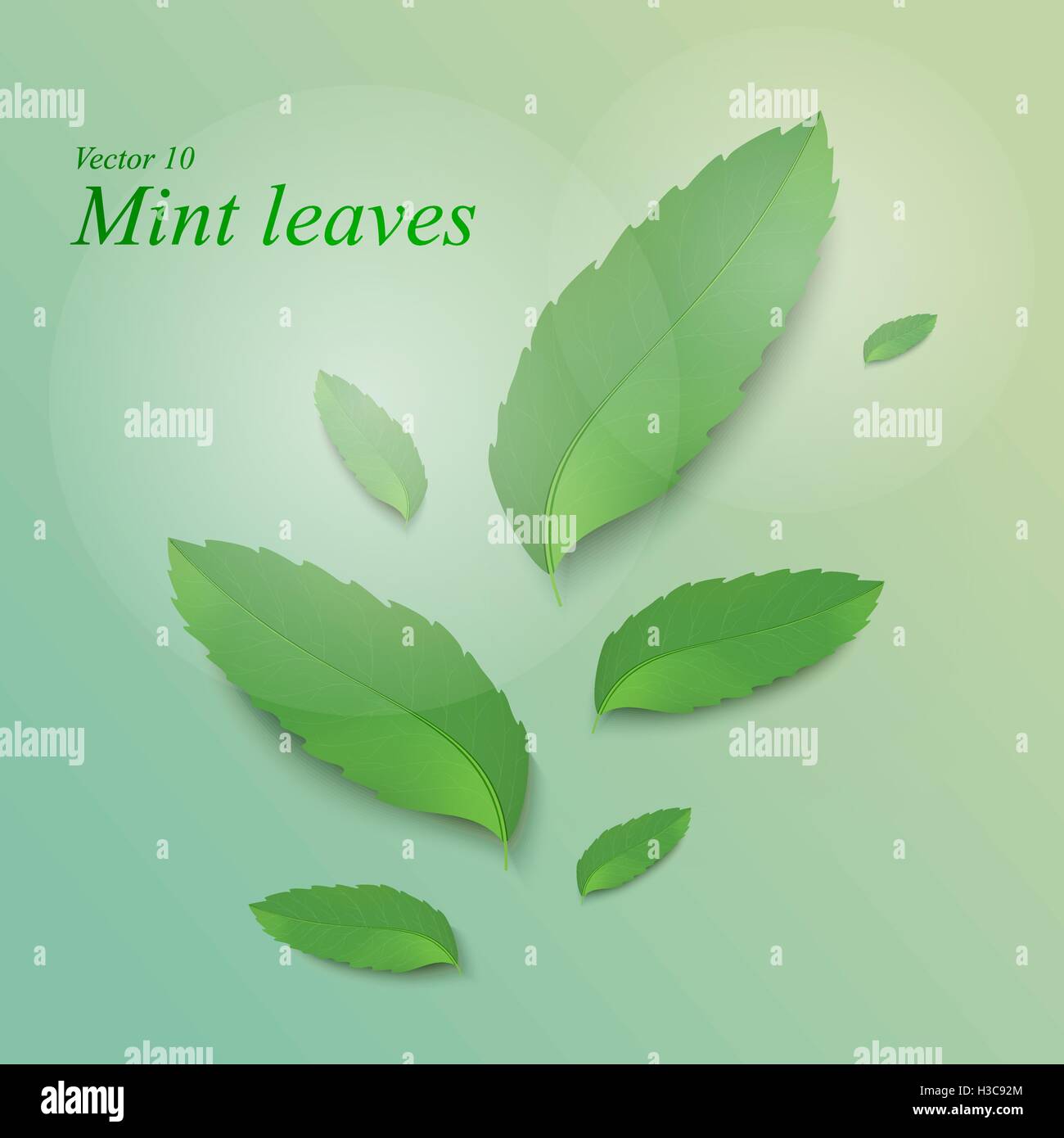 Mint tea fresh peppermint Stock Vector Images - Alamy