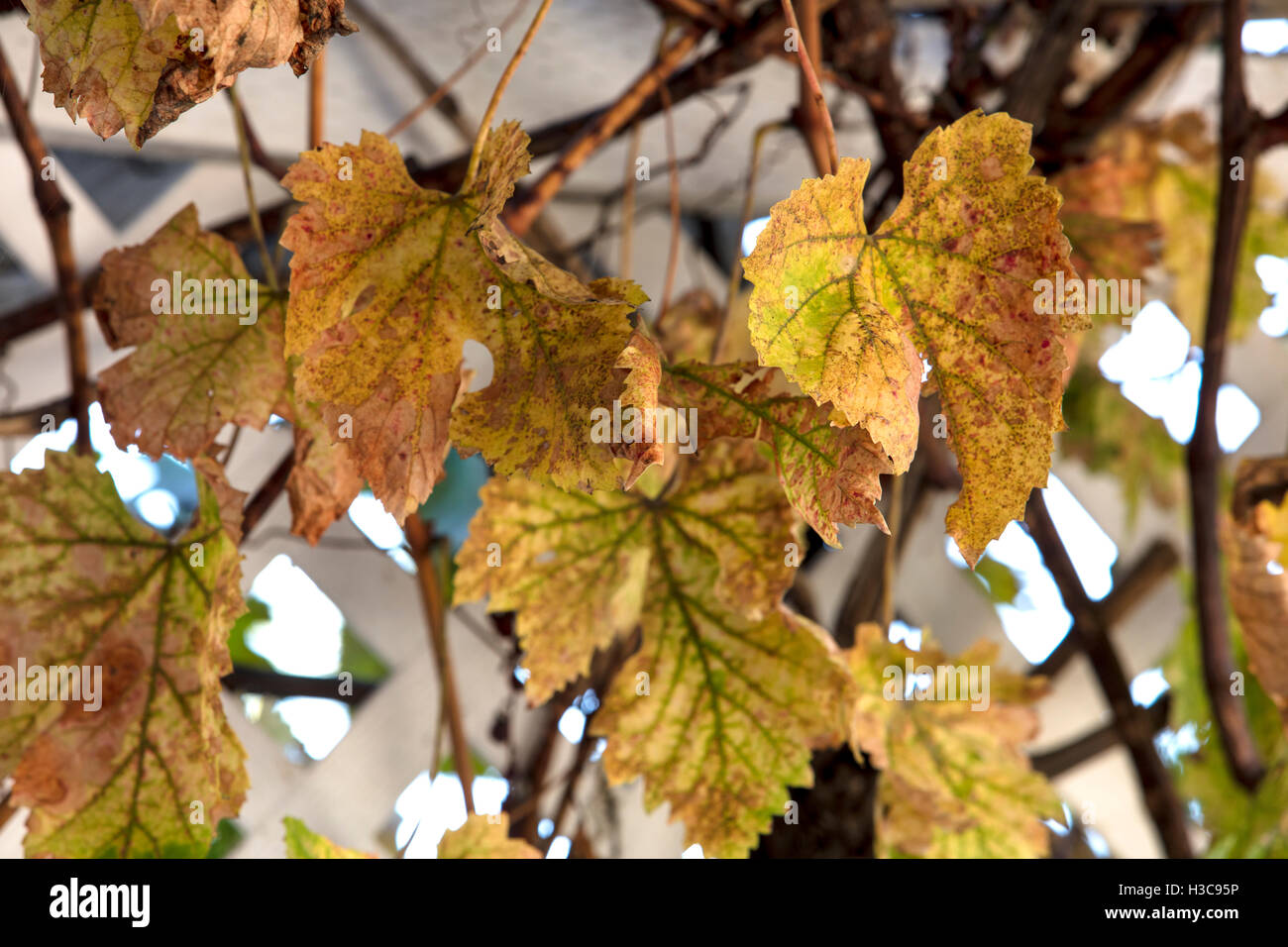 Grape leaves turning yellow, orange and red as the fall season ...
