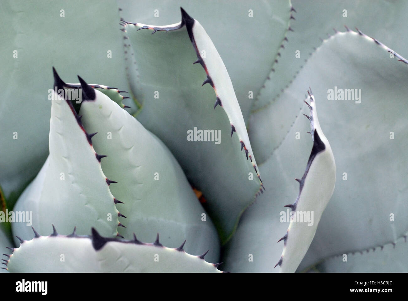 Parry's agave blue agave plant closeup Stock Photo - Alamy