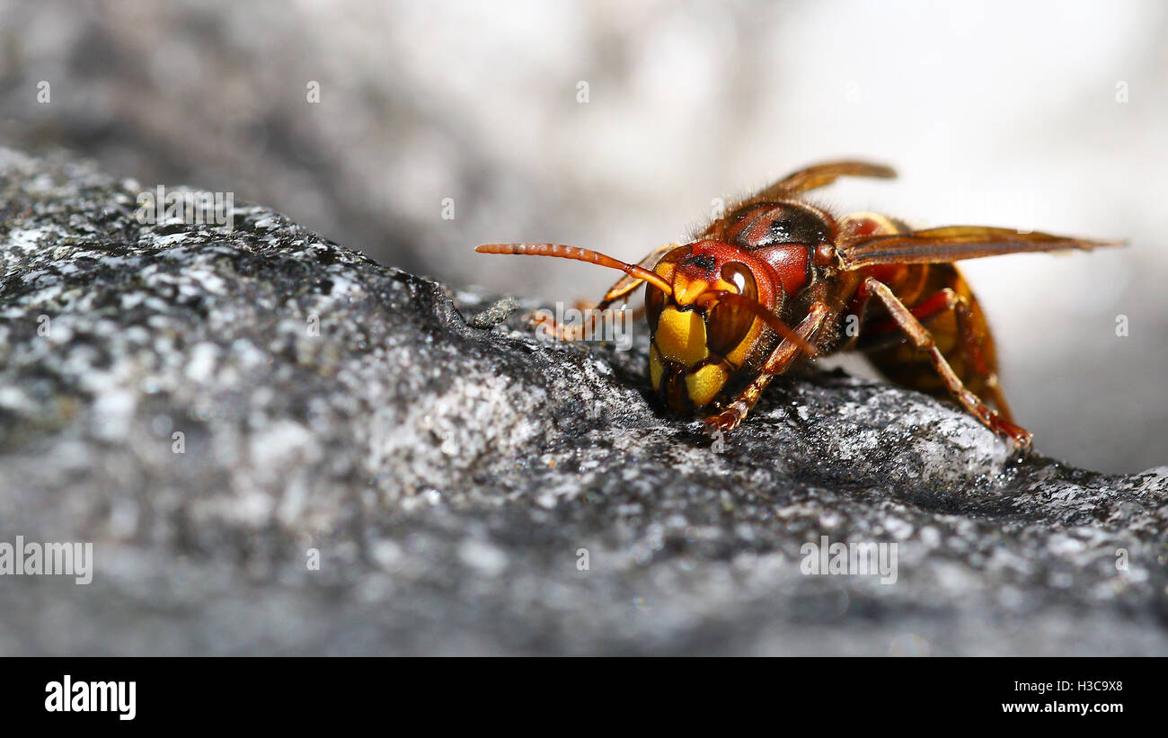Bee killer hornet macro portrait Stock Photo - Alamy