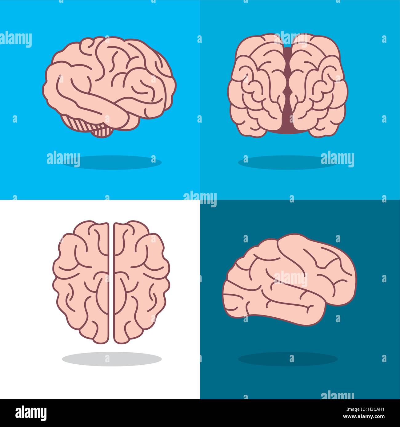human brain and angles icon image Stock Vector Image & Art - Alamy