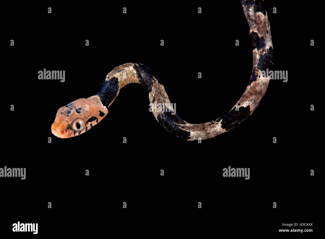 Blandings tree snake,Toxicodryas blandingii Stock Photo - Alamy