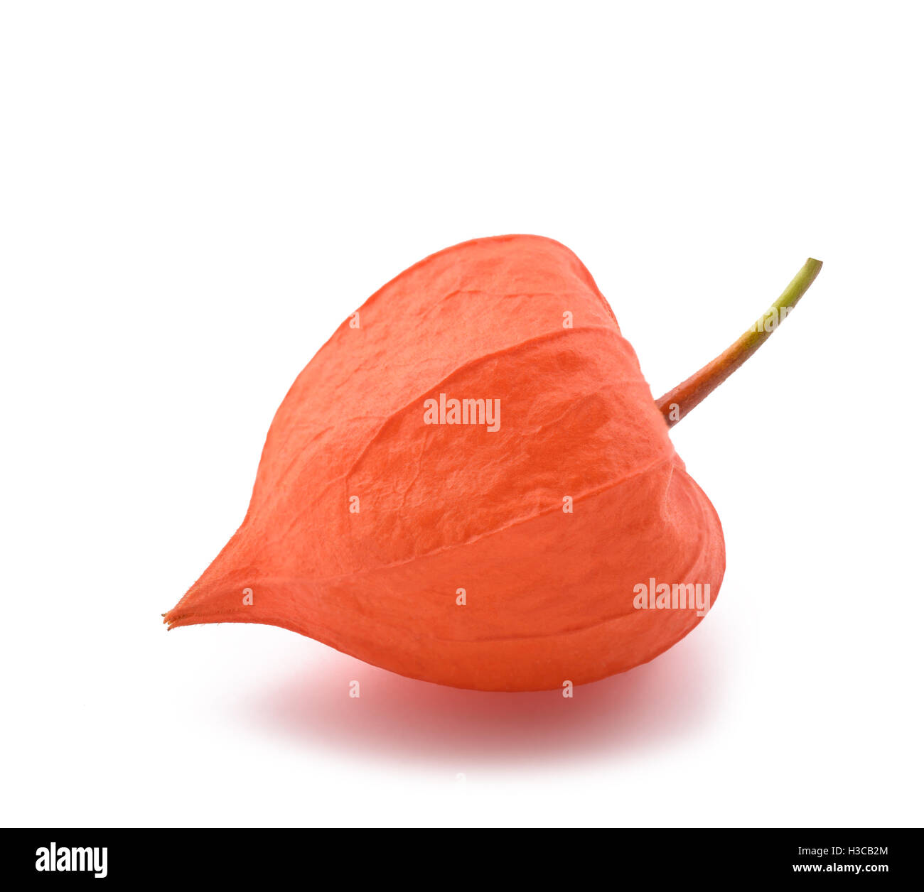 Physalis alkekengi hi-res stock photography and images - Alamy