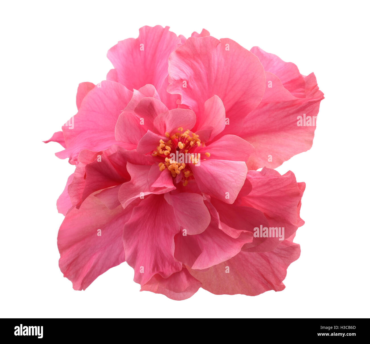 Pink Hibiscus rosa sinensis double isolated on white Stock Photo - Alamy