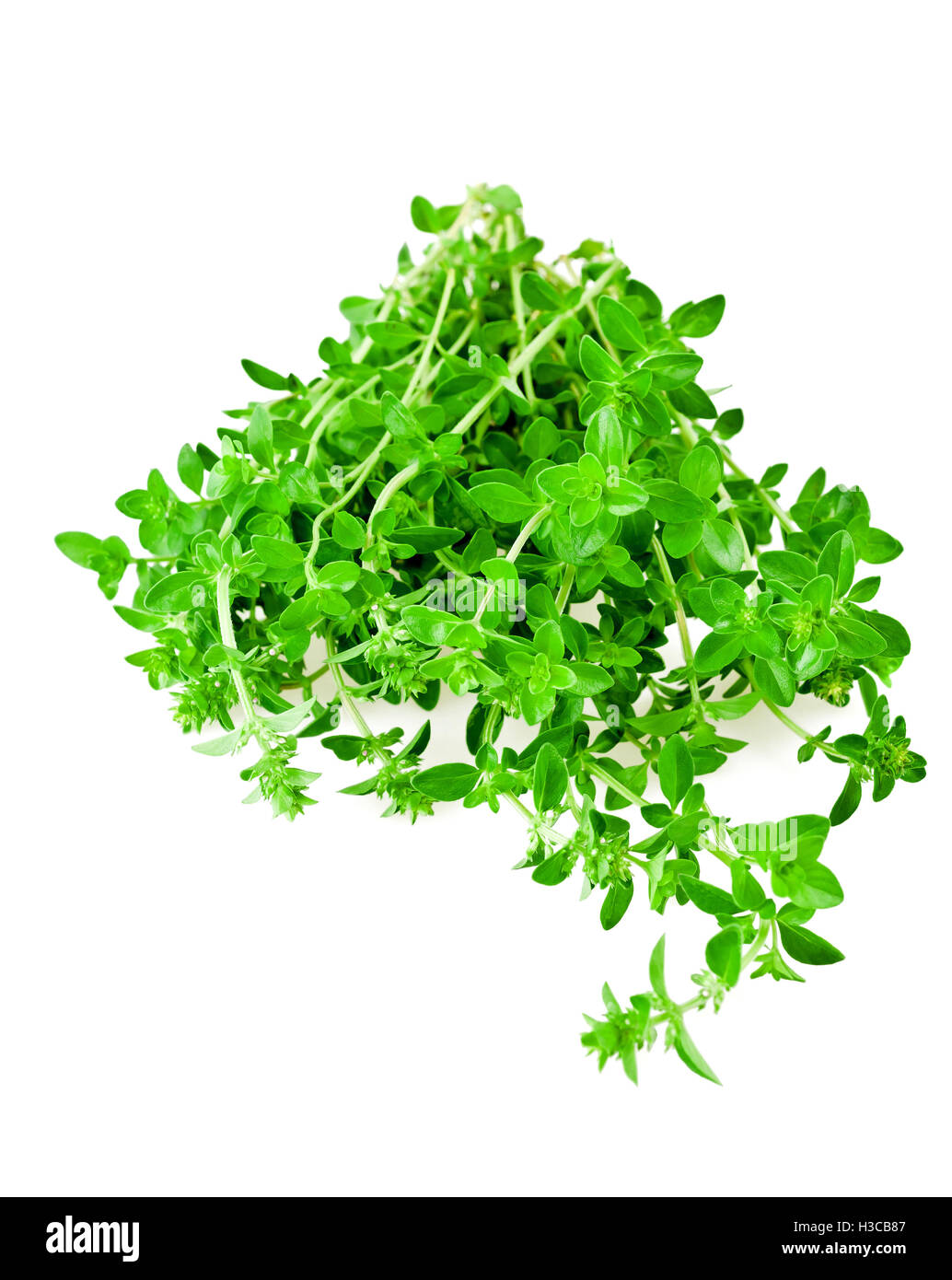 Marjoram Stock Photos & Marjoram Stock Images - Alamy