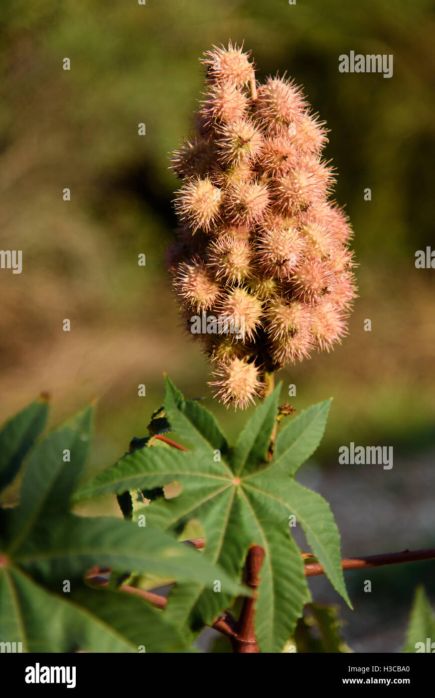 Castorbean ricinus communis hi-res stock photography and images - Alamy