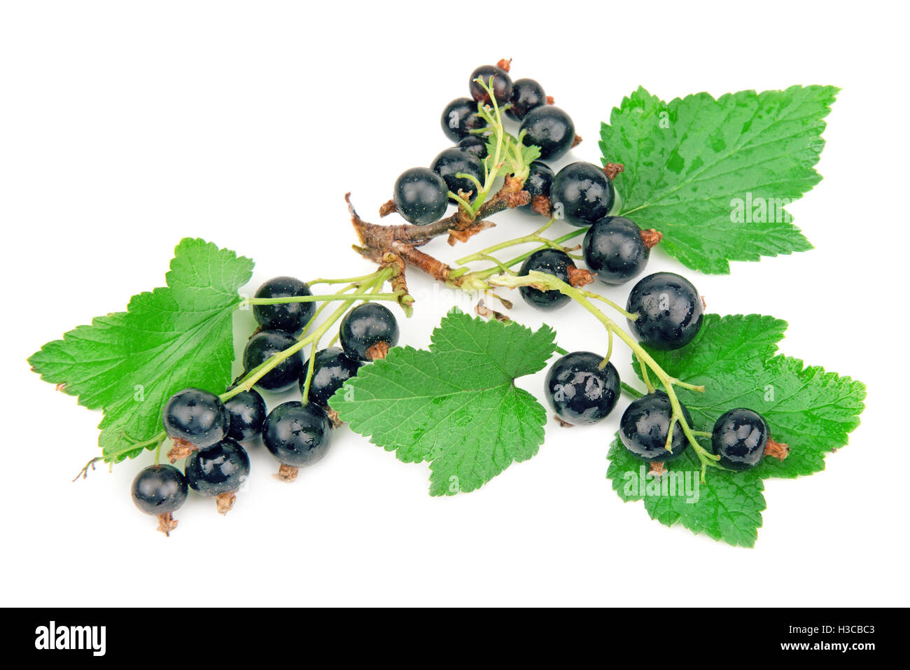 Heap black currants on Cut Out Stock Images & Pictures - Alamy