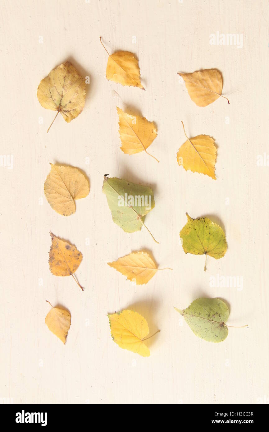 Fall. Autumn composition. with leaves Stock Photo - Alamy