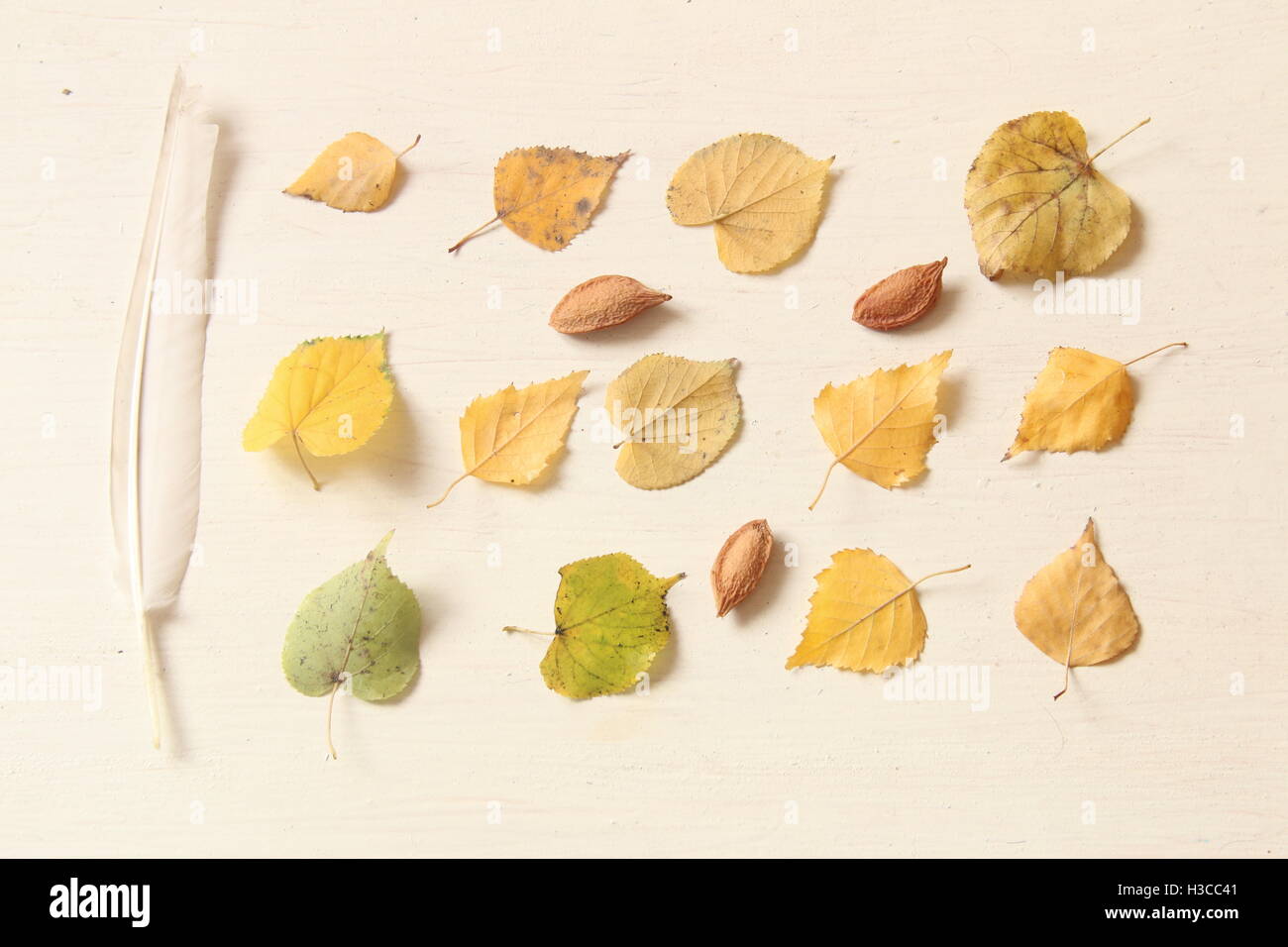 Autumn leaves feather hi-res stock photography and images - Alamy