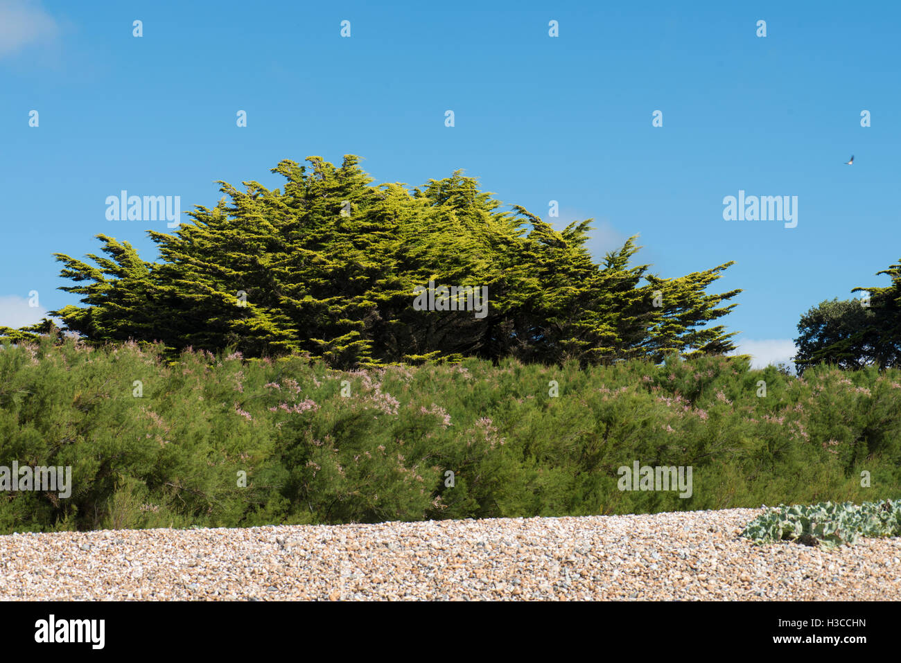 Tamarisk hedge hi-res stock photography and images - Alamy