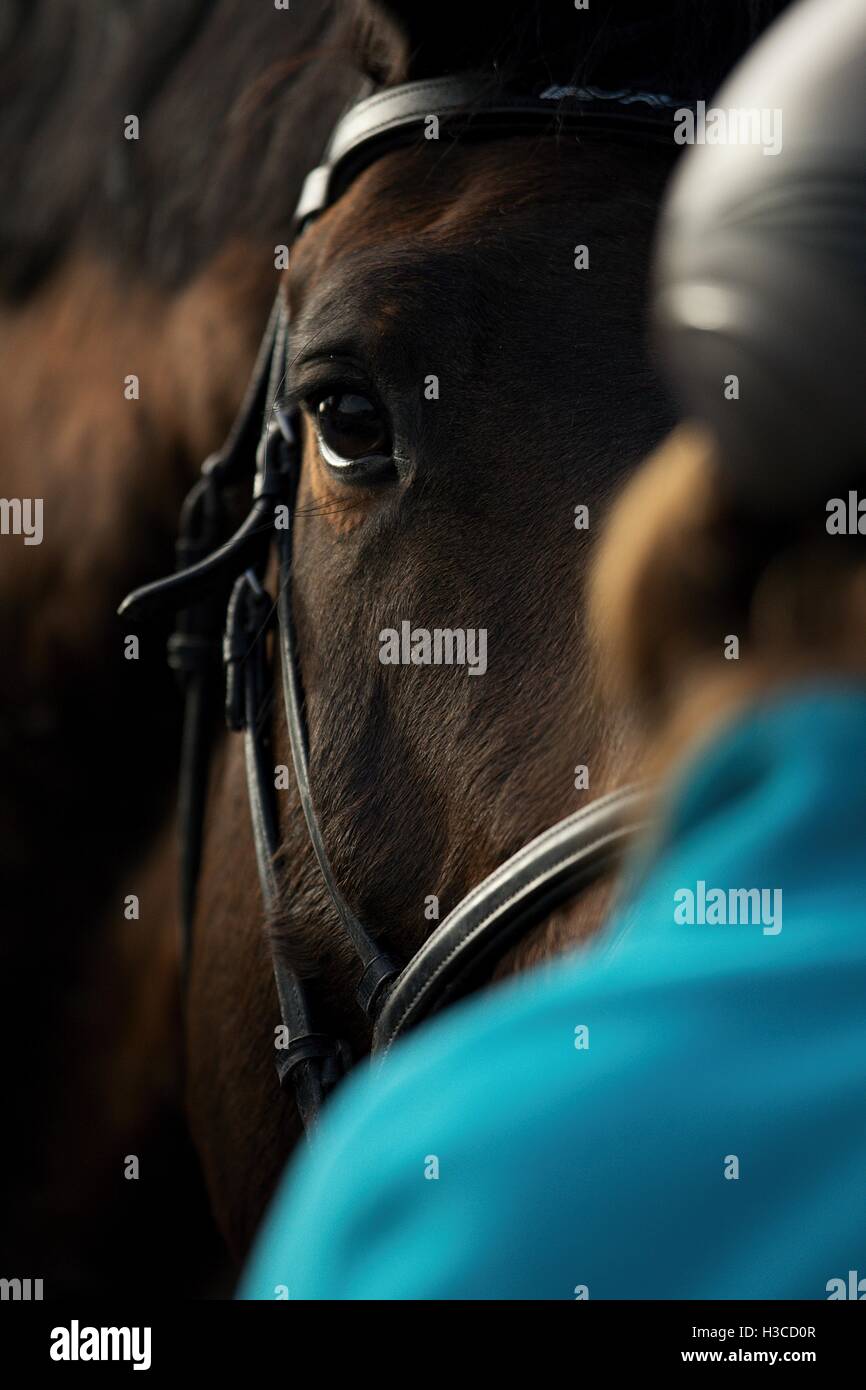 Focused brown horse to riders view Stock Photo - Alamy
