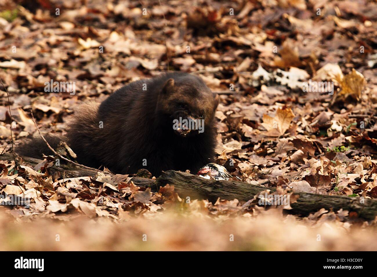 Siberian wolverine hi-res stock photography and images - Alamy