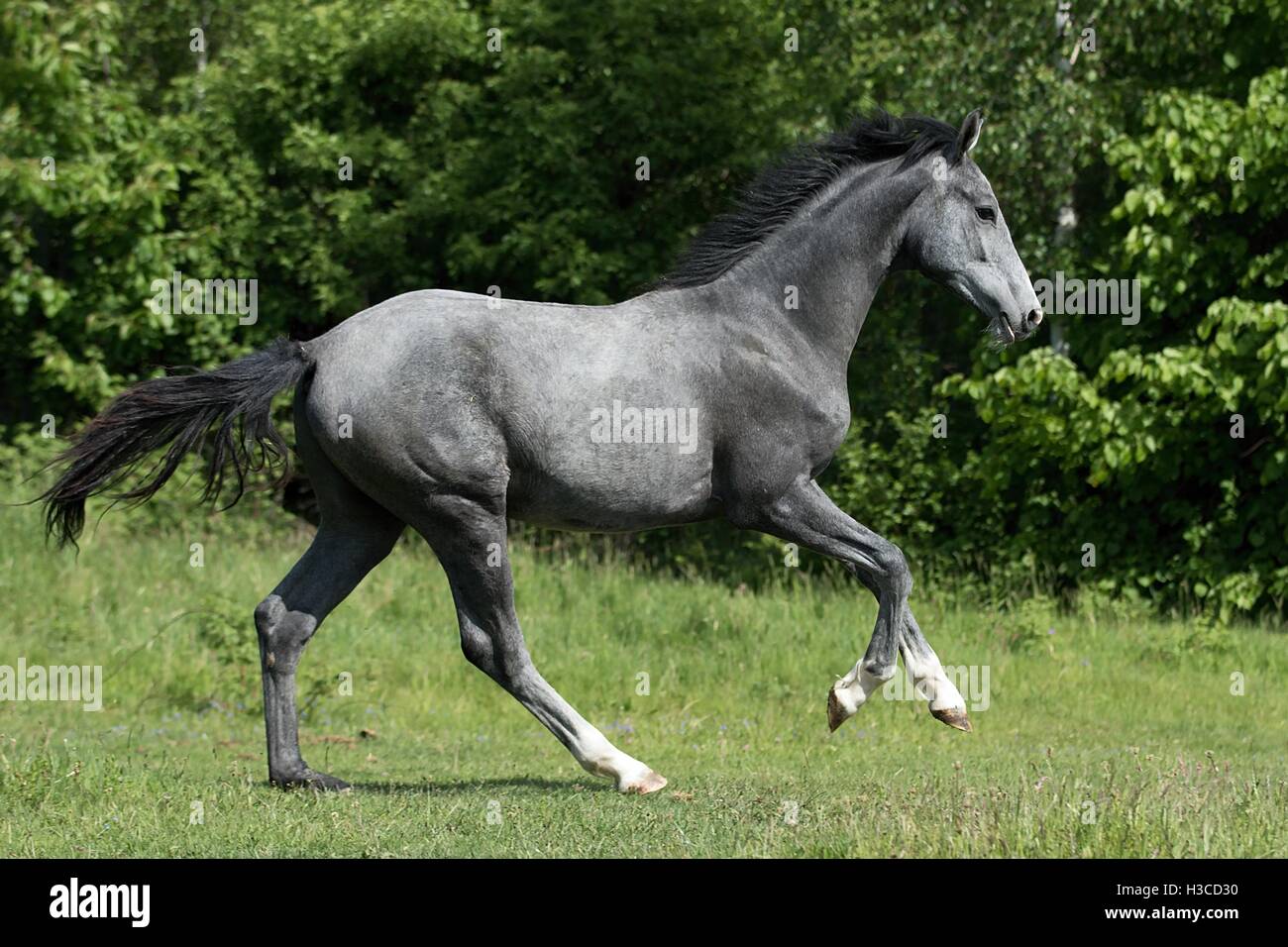 Young gray horse stallion galloping over green meadow Stock Photo - Alamy
