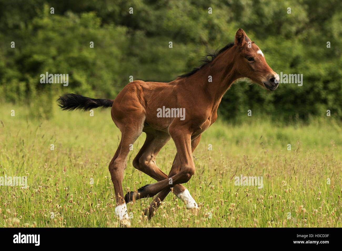 Four days old foal running over the meadow Stock Photo - Alamy