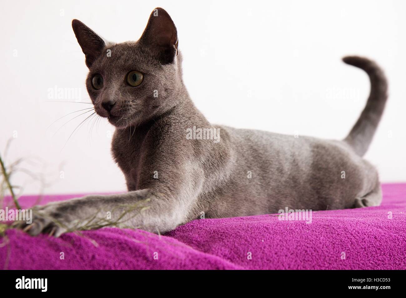 Russian blue cat playing on pink background Stock Photo - Alamy
