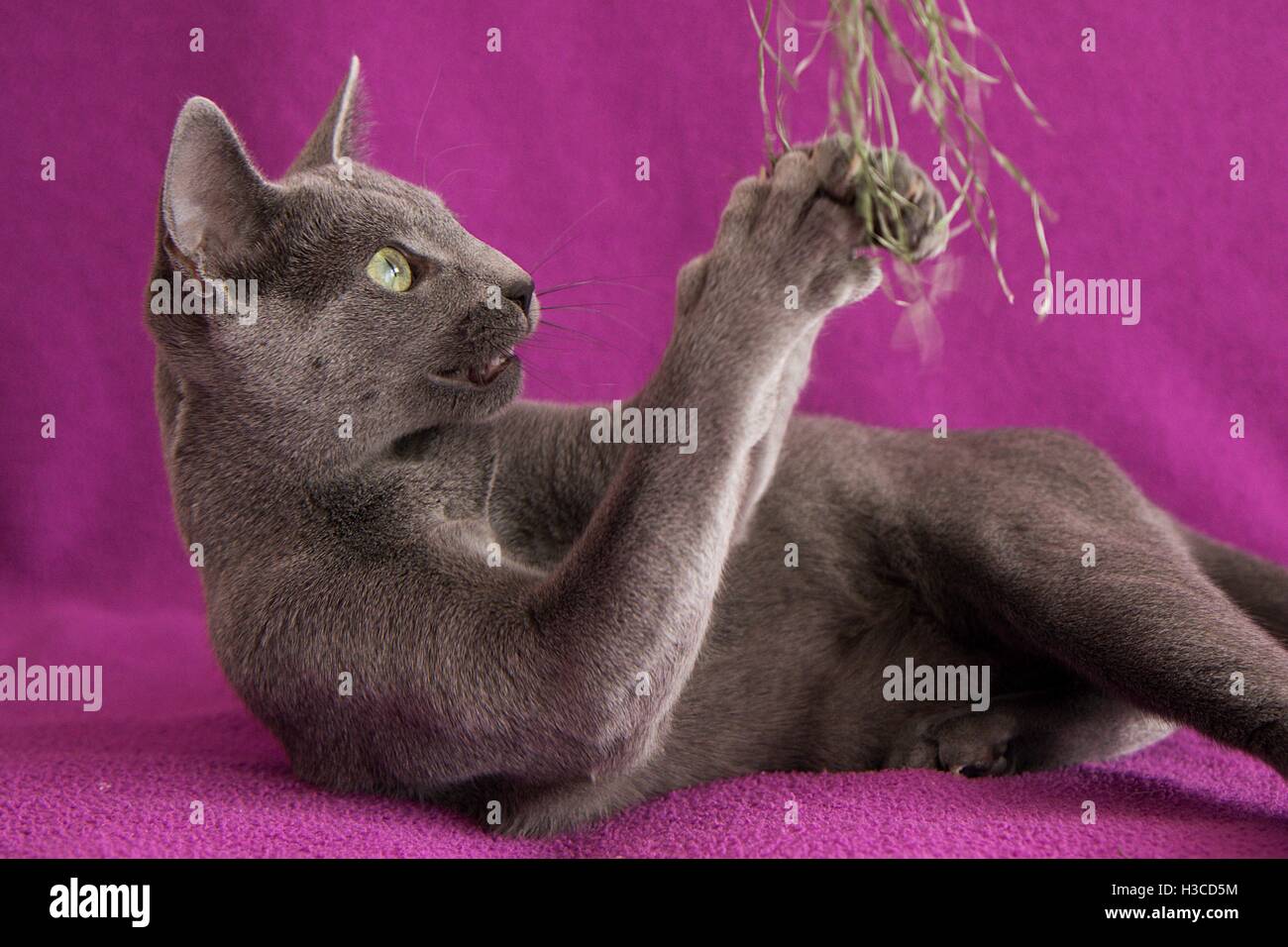 Russian blue cat playing on pink background Stock Photo - Alamy