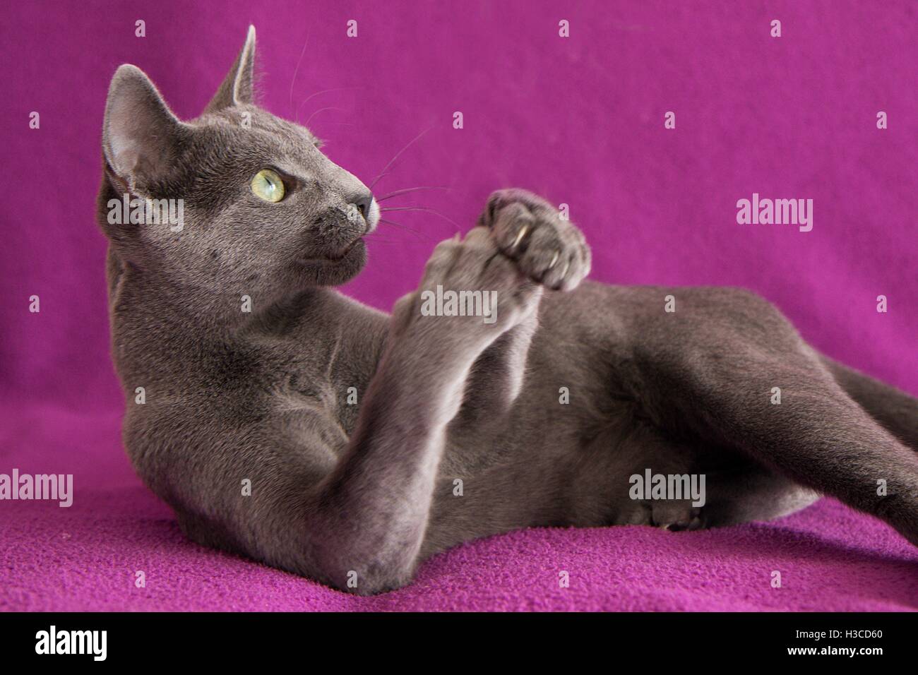 Russian blue cat playing on pink background Stock Photo - Alamy