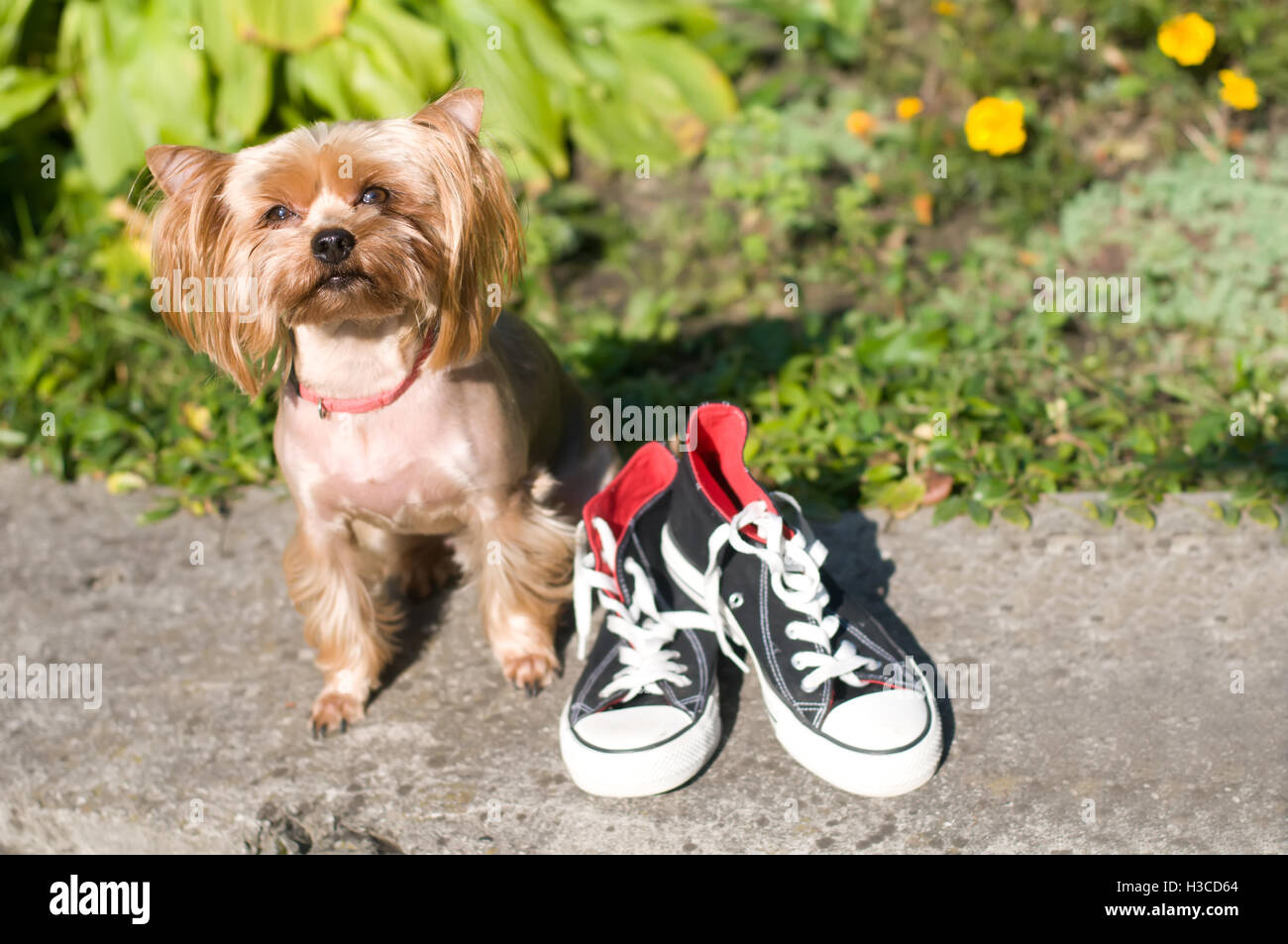 Purebred yorkshire terrier outdoor portrait sitting with shoes Stock ...