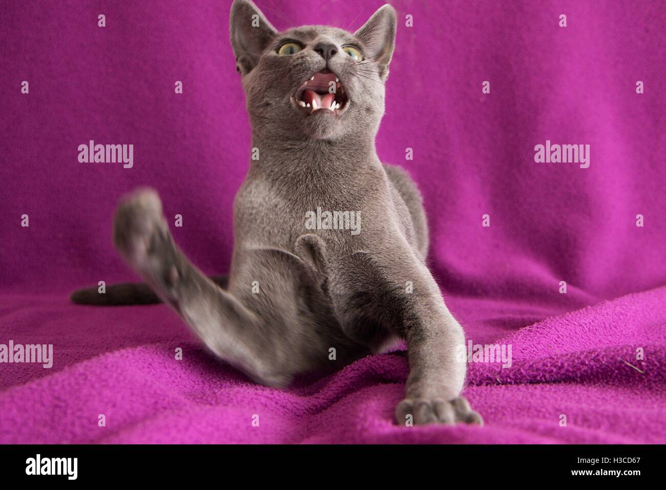 Russian blue cat playing on pink background Stock Photo - Alamy