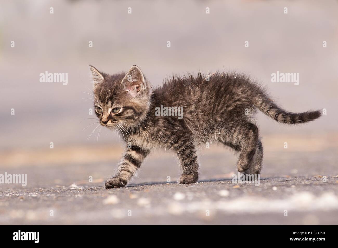 Walking young small cat over street Stock Photo - Alamy