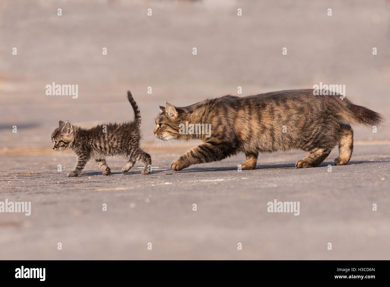 Old kitty cat hi-res stock photography and images - Alamy