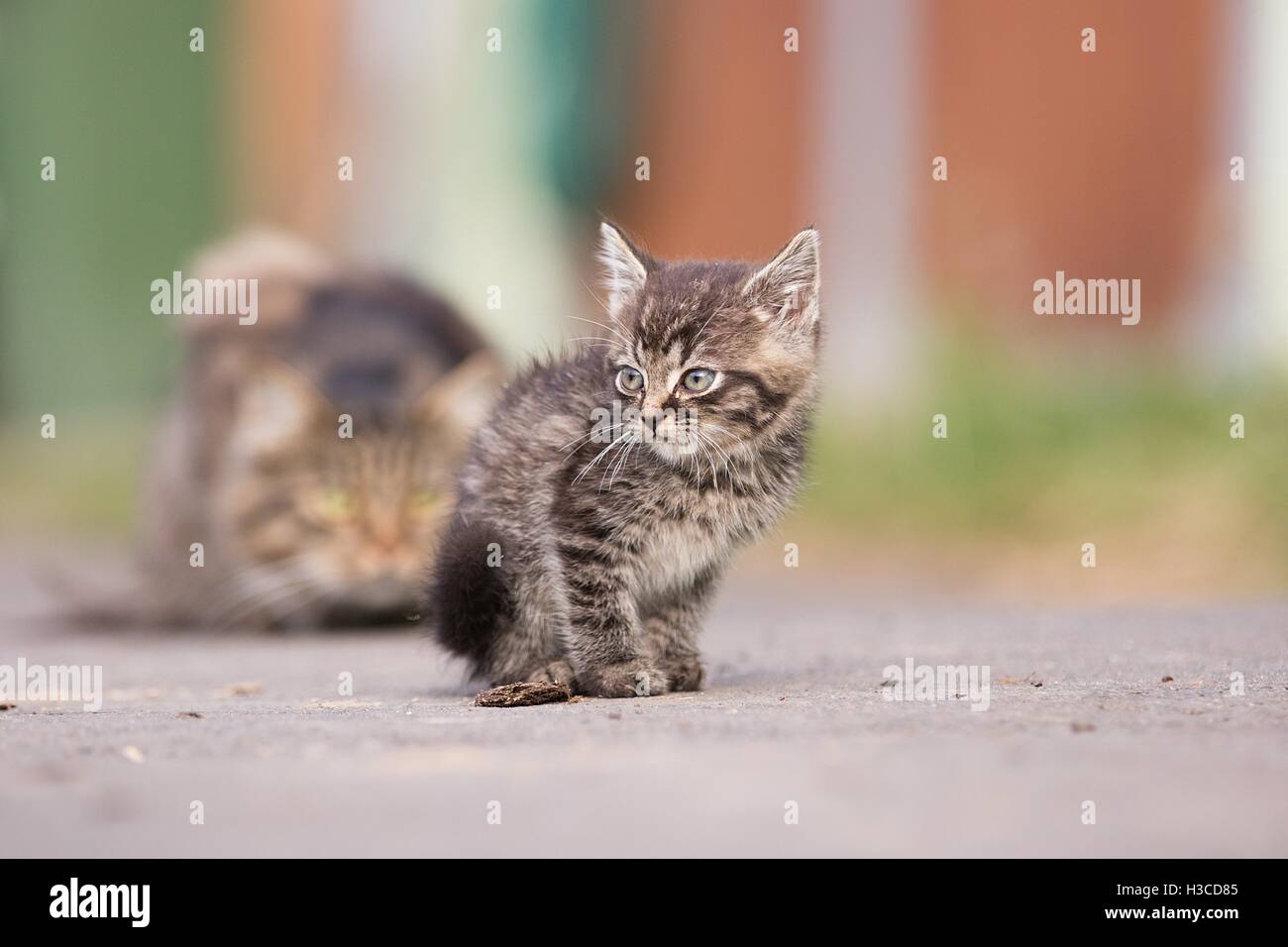 Small young a old cat getting in contact Stock Photo - Alamy