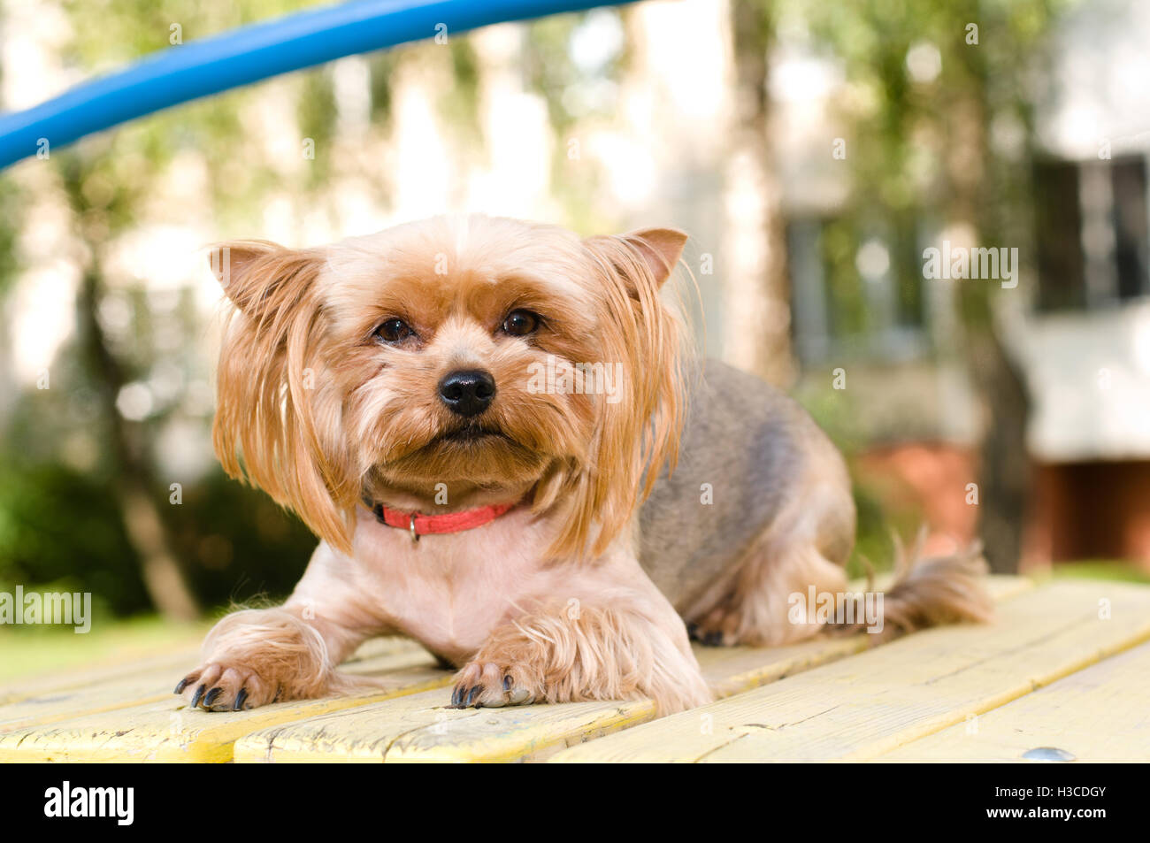 Purebred yorkshire terrier outdoor portrait on playground Stock Photo ...