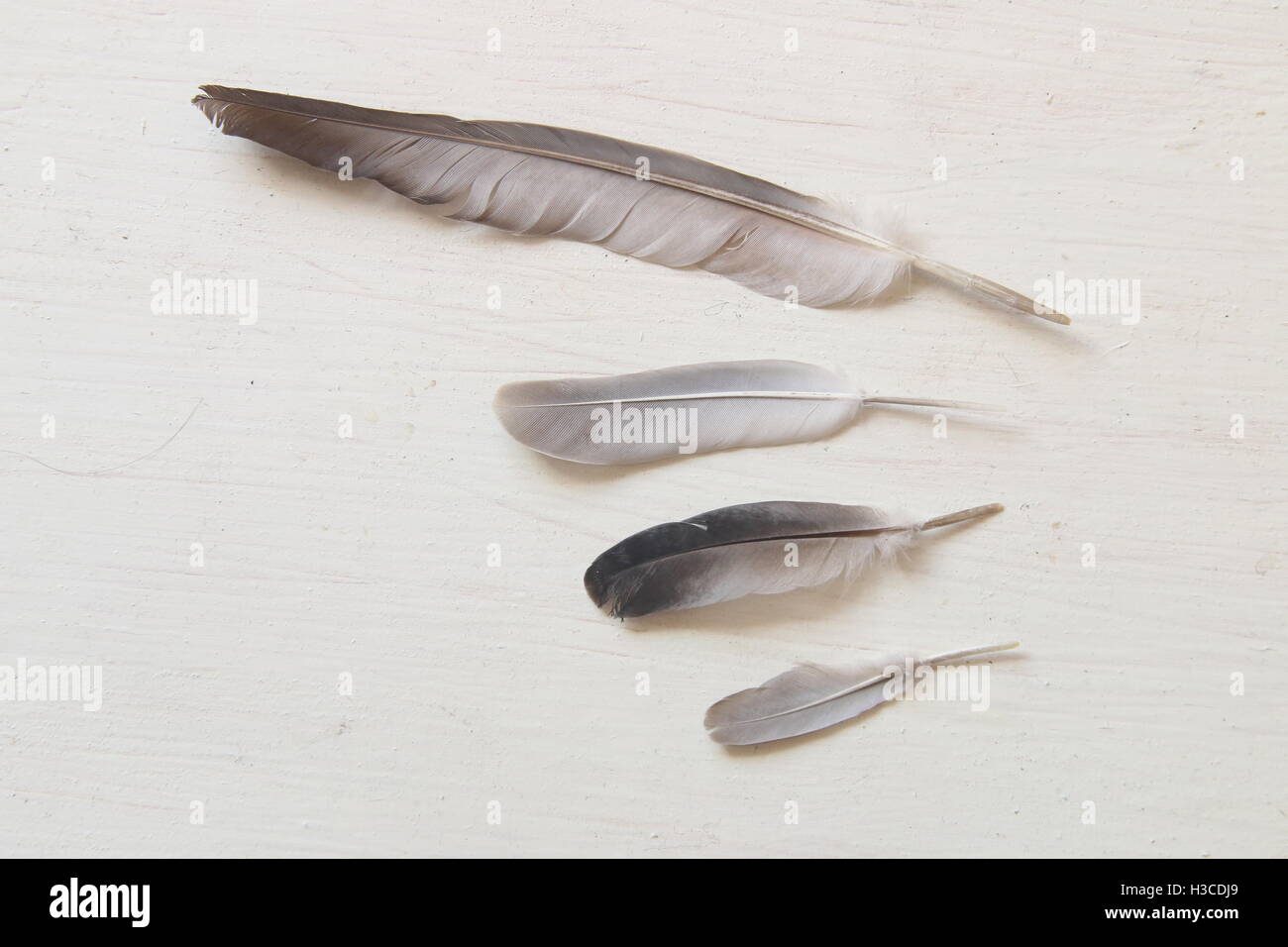 wing idea, pigeon feathers Stock Photo - Alamy