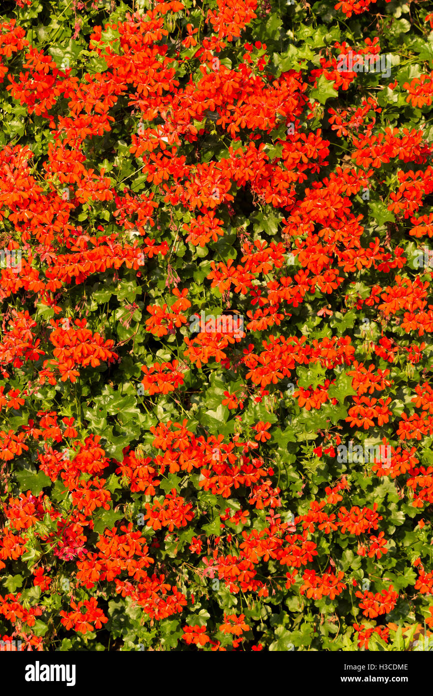 Geranium Plant Roots Flower High Resolution Stock Photography and ...