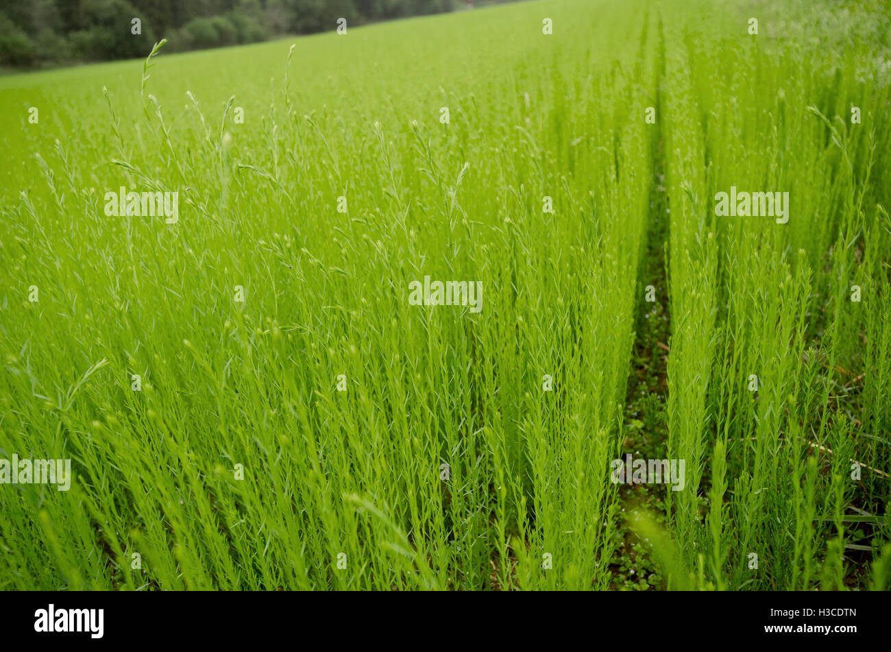 Crops growing in field Stock Photo - Alamy