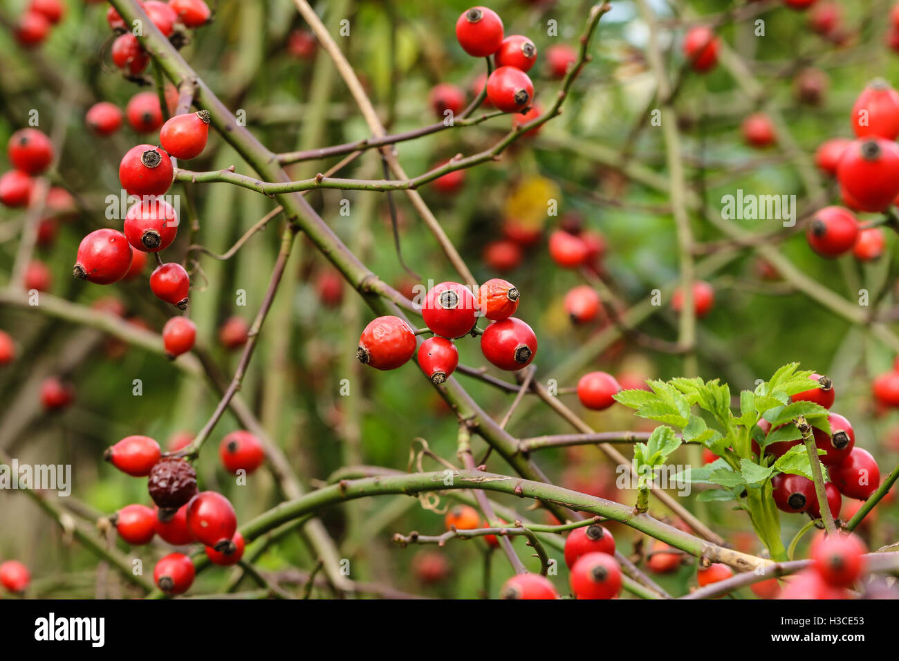 Wild rose red berries, close up Stock Photo - Alamy