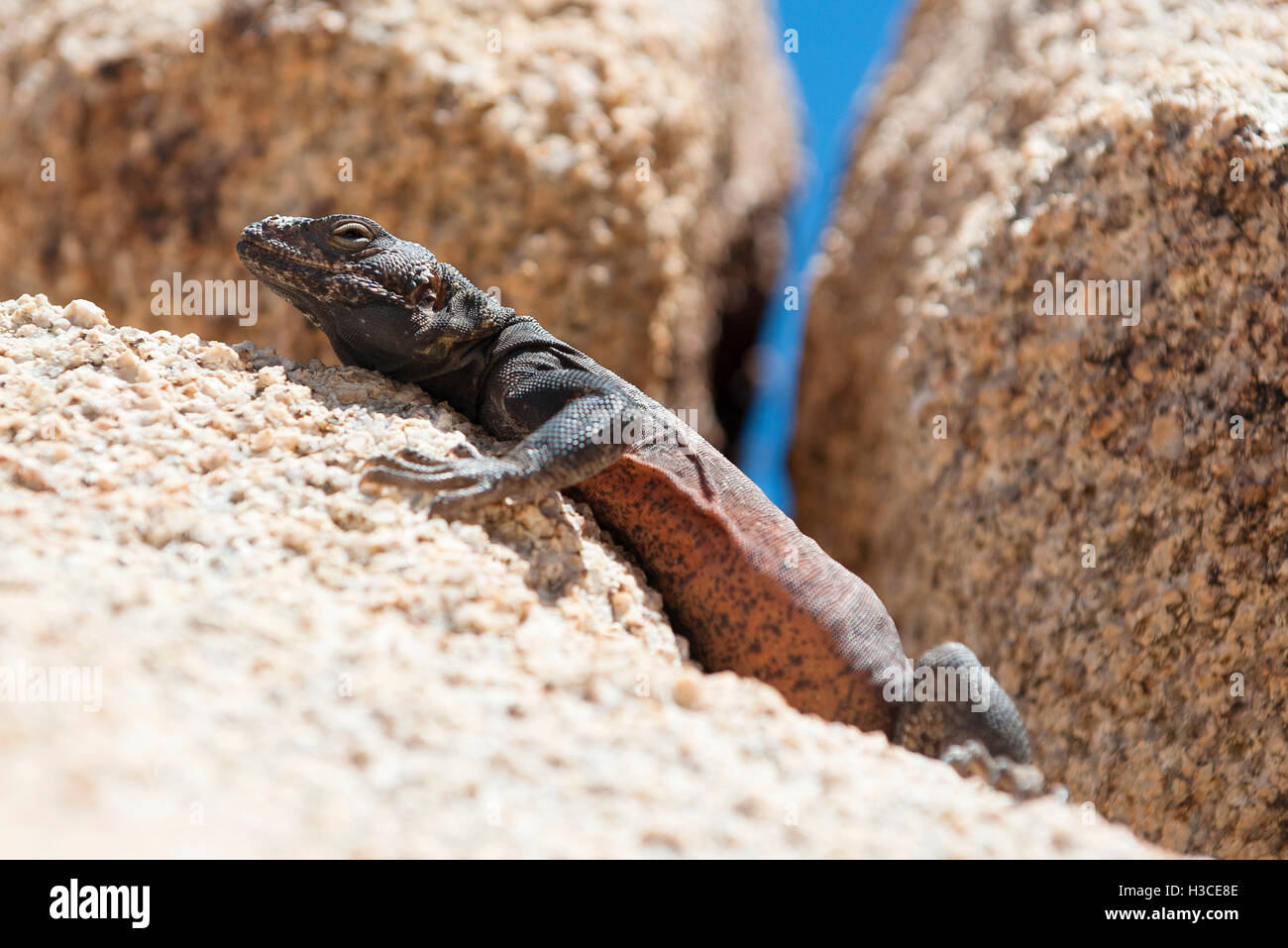 American southwestern lizard hi-res stock photography and images - Alamy