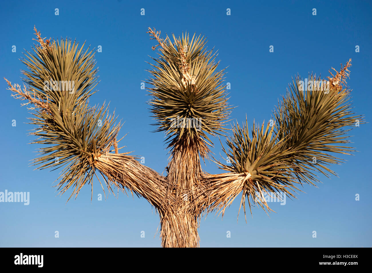 Yucca palms hi-res stock photography and images - Alamy