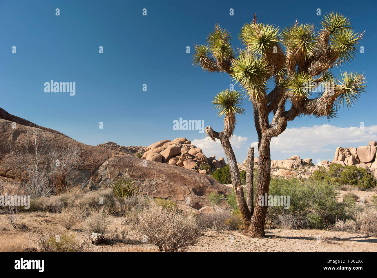 Joshua tree (Yucca brevifolia) growing in Joshua Tree National Park ...