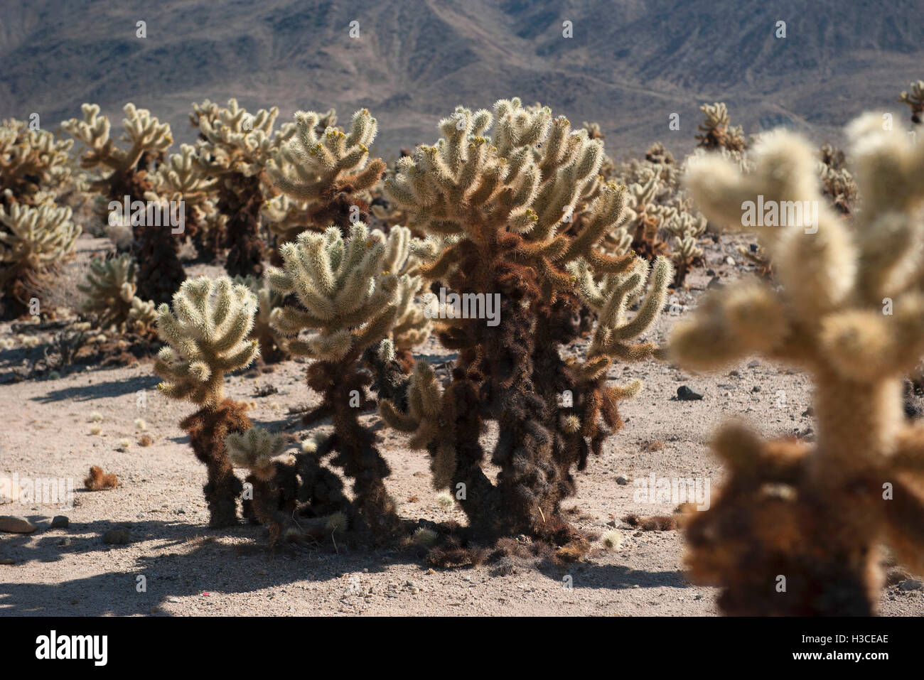 Blooming cholla desert cactus in hi-res stock photography and images ...