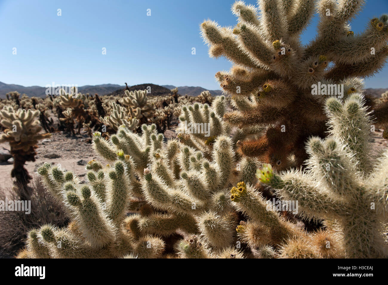 Blooming cholla desert cactus in hi-res stock photography and images ...