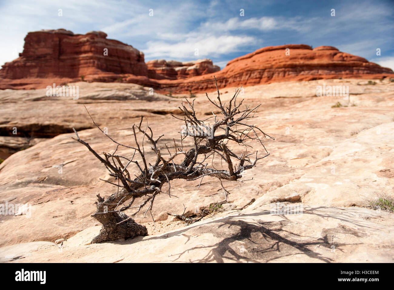 Dead tree in Canyonlands National Park, Utah, USA Stock Photo - Alamy