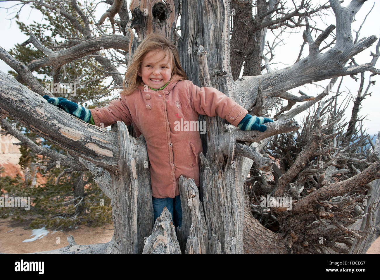 Girl climbing inside dead tree trunk, portrait Stock Photo - Alamy