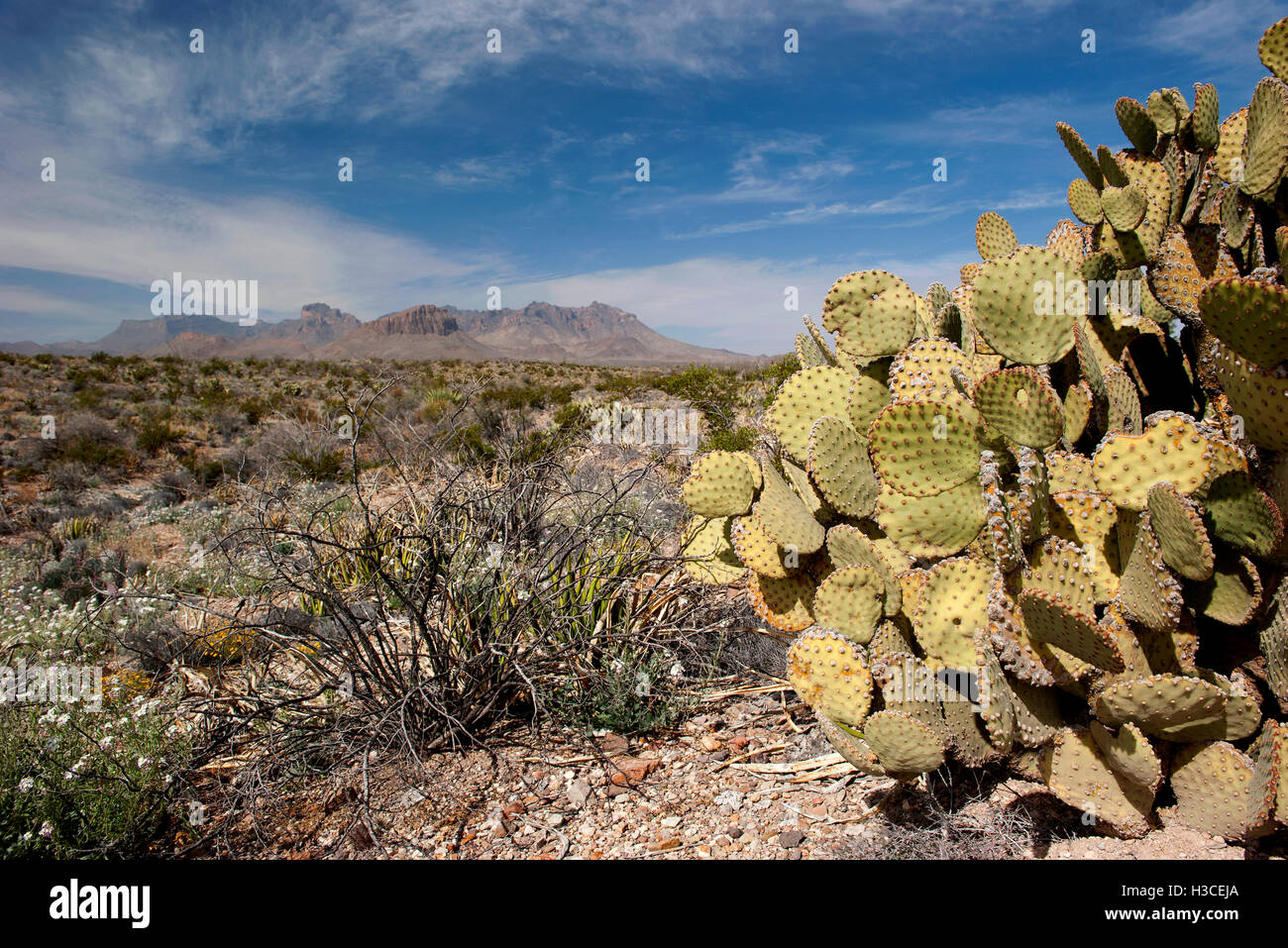 Scenic desert landscape, Big Bend National Park, Texas, USA Stock Photo ...