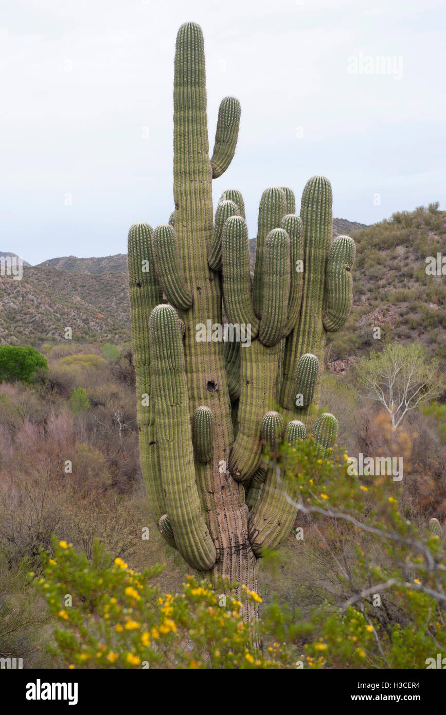 Saguaro cactus growing in desert Stock Photo - Alamy