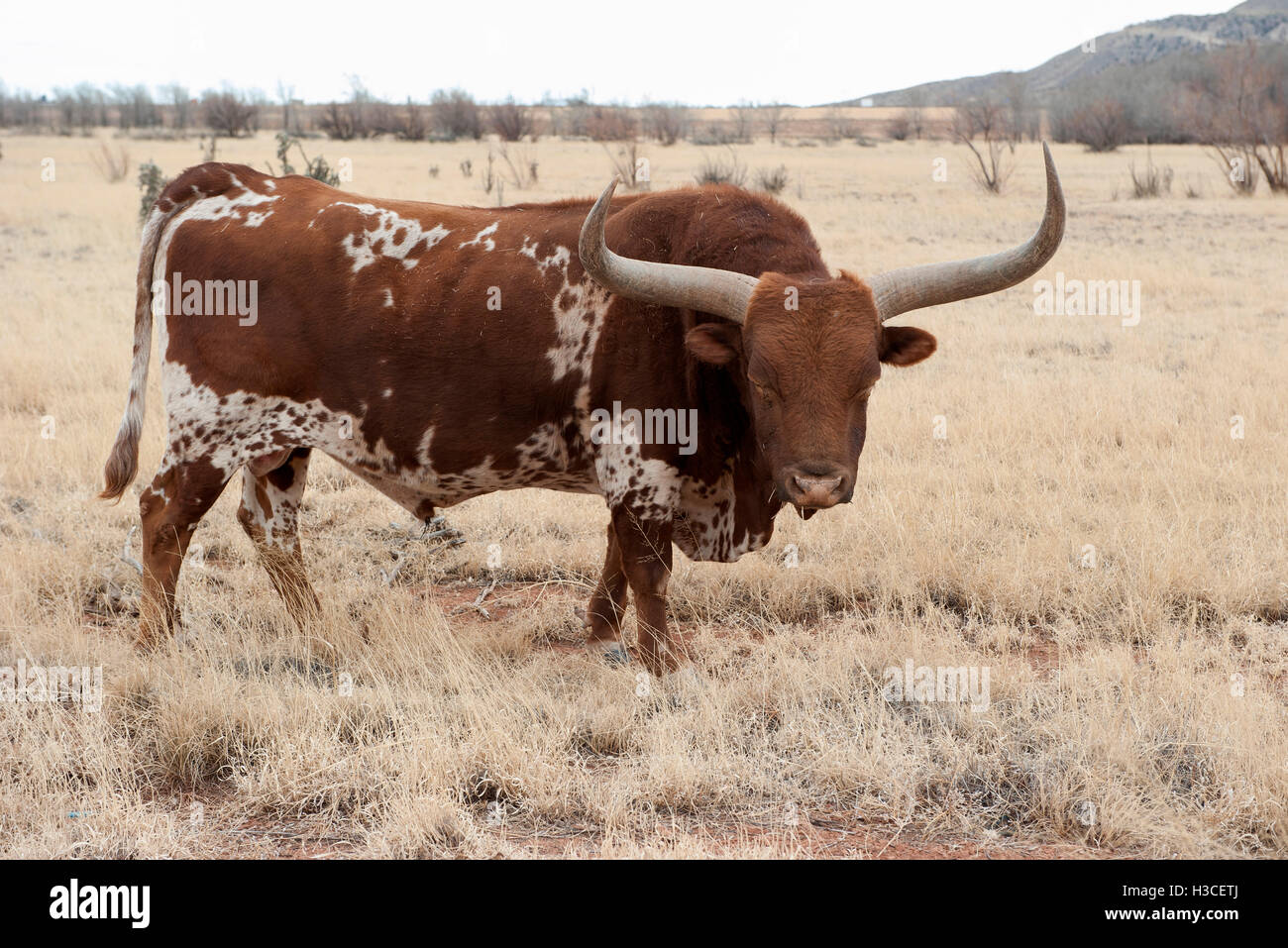 Texas Longhorn bull Stock Photo - Alamy