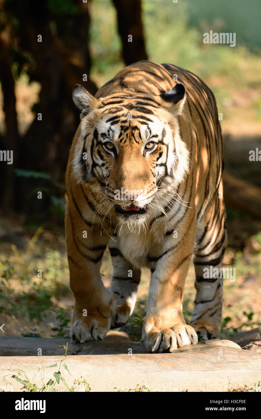 Tiger india temple hi-res stock photography and images - Alamy