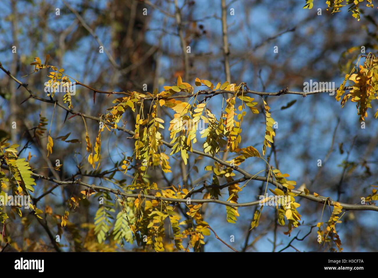 Fall motive hi-res stock photography and images - Alamy